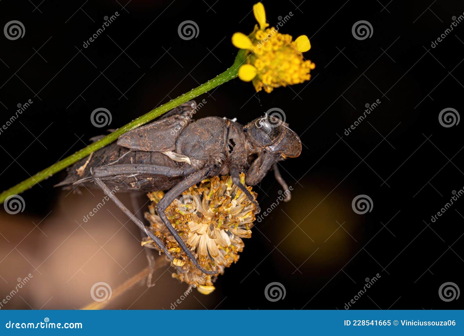 Small Dragonfy Insect Molt stock image. Image of odonata - 228541665
