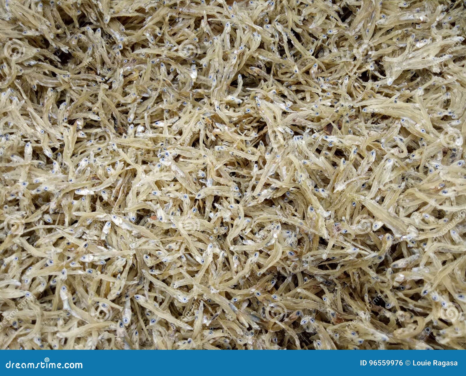 Small Dried Fish or Dilis stock photo. Image of food - 96559976