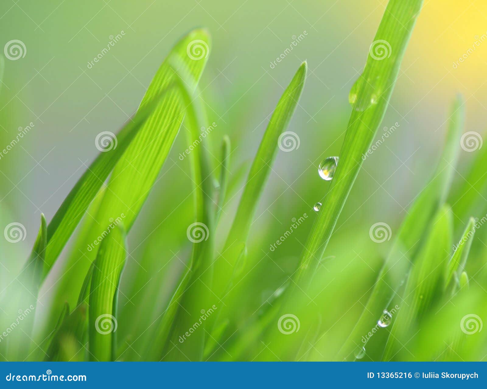 Small drop stock photo. Image of garden, backgrounds - 13365216