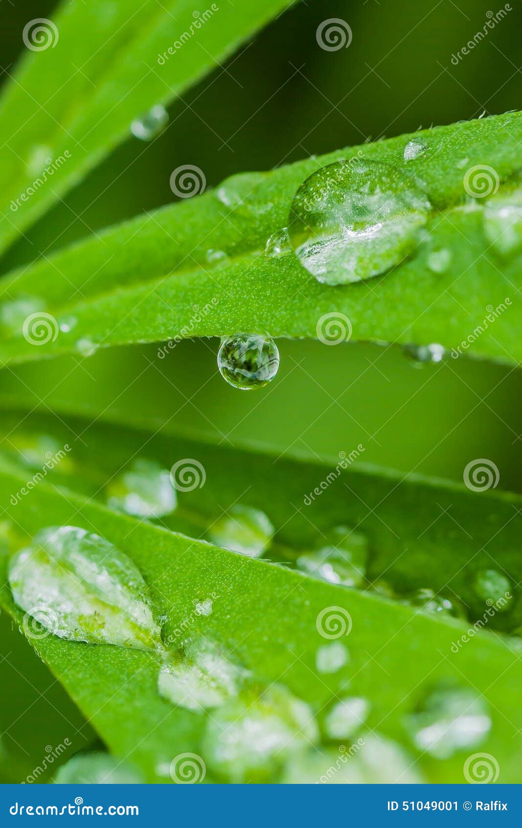 Small drop stock image. Image of beautiful, field, leaf - 51049001