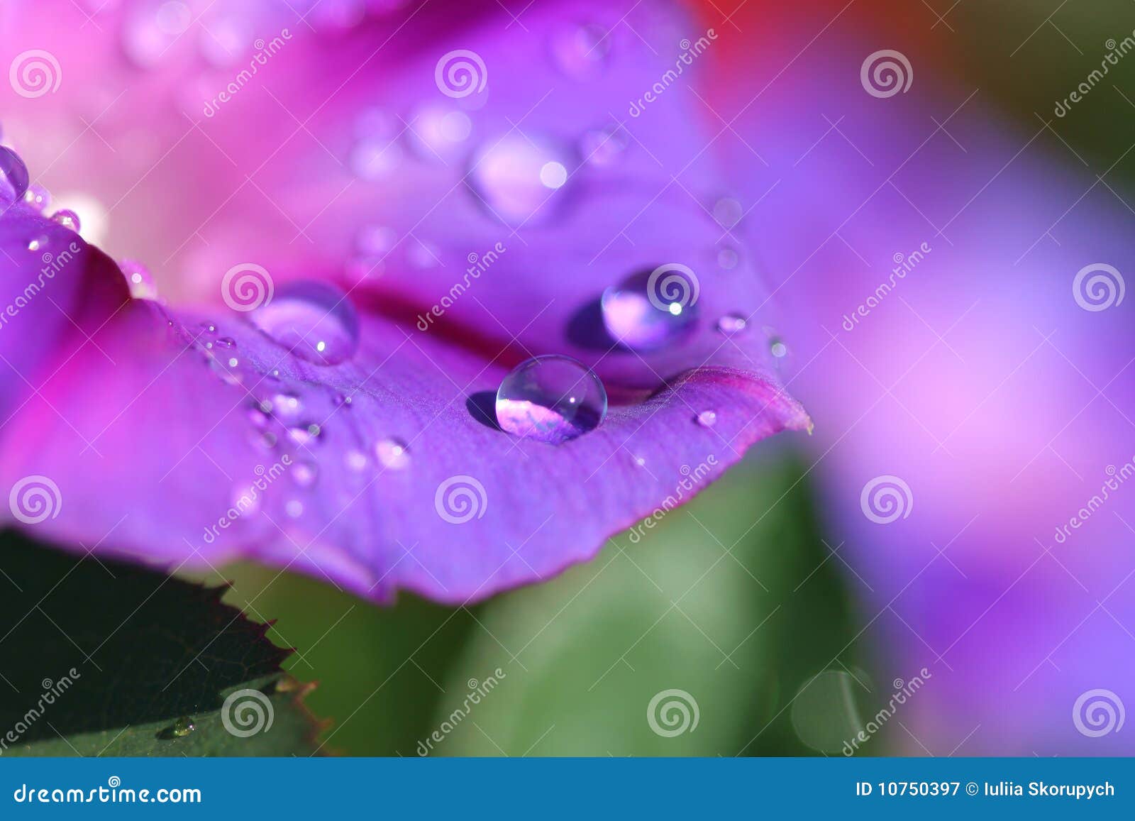 Small drops stock image. Image of elegance, nature, garden - 10750397