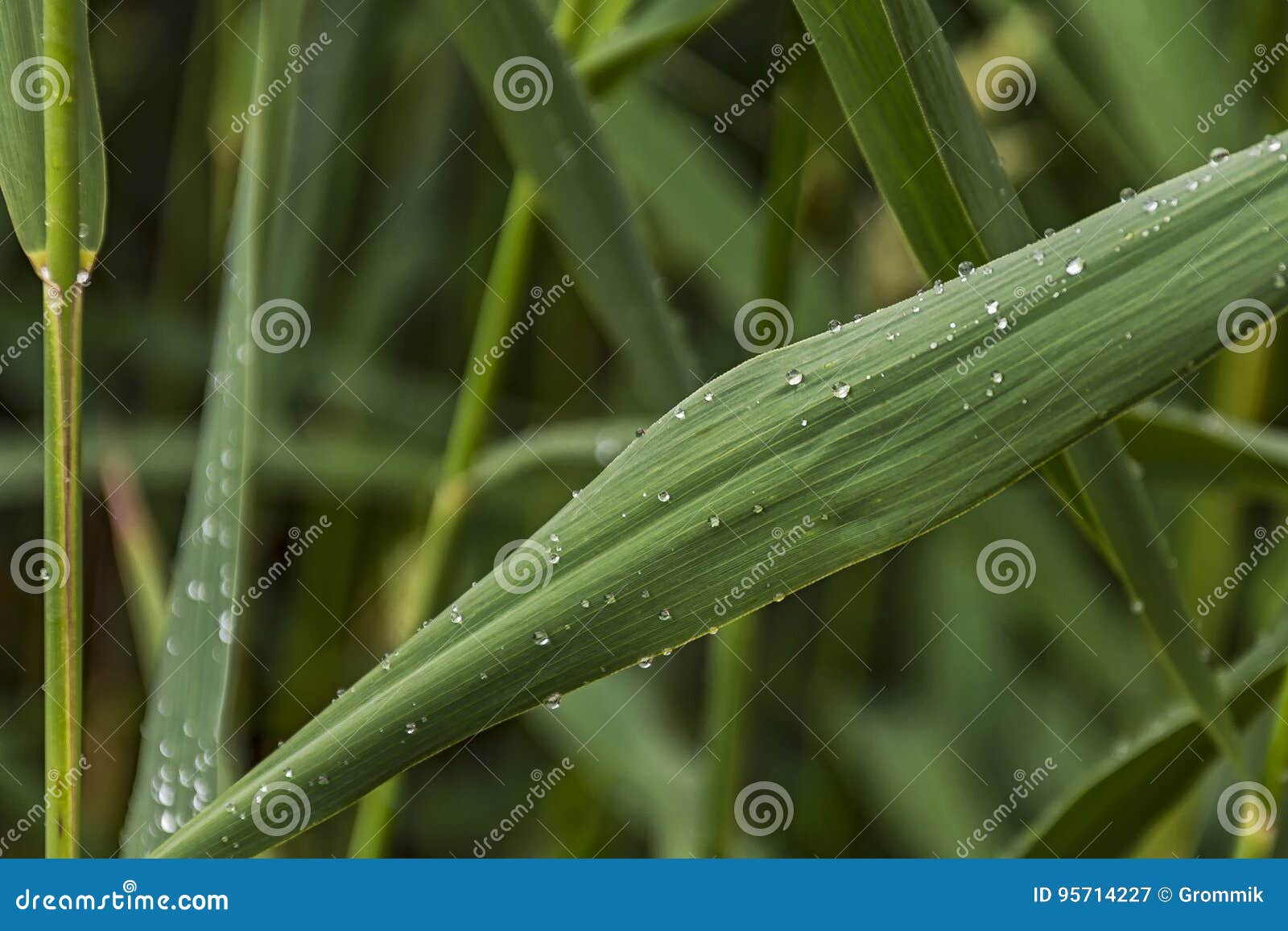 Small Drops of Water on a Green Cane Leaf Stock Image - Image of ...