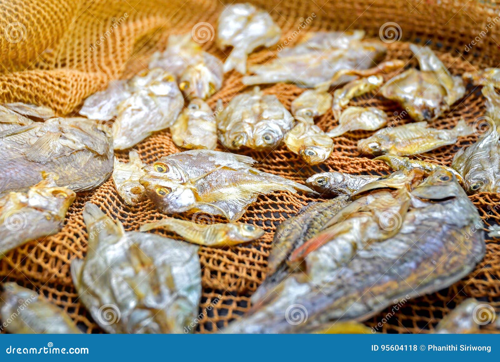 Small dry fish on the net stock photo. Image of fish - 95604118