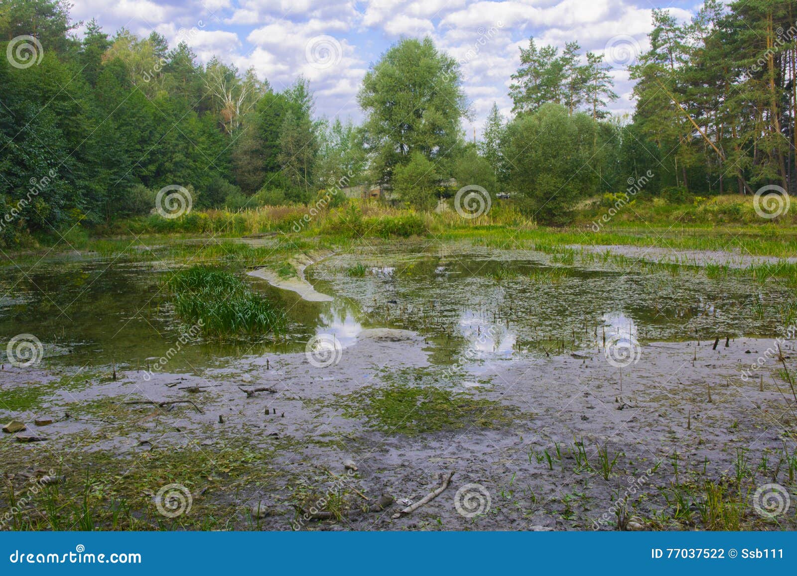 Small Dry Lake in the Woods Stock Photo - Image of colors, drought ...