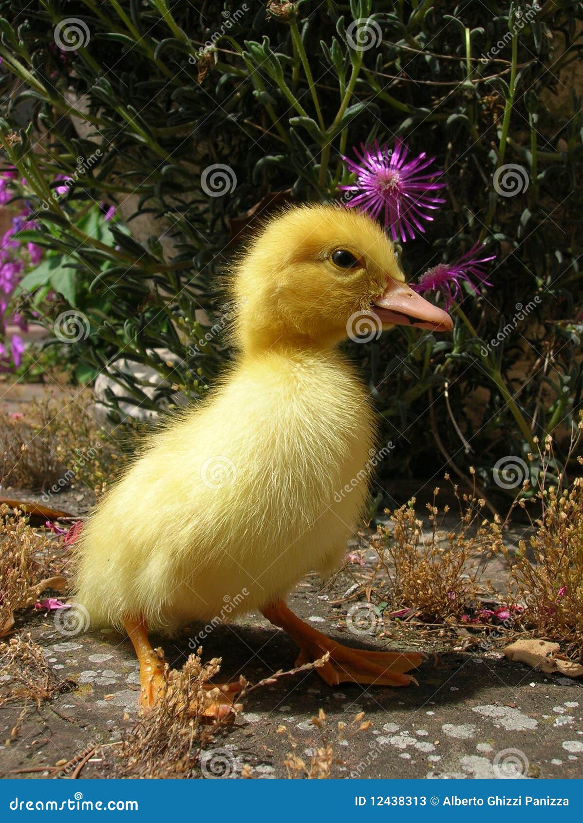 Small duck stock image. Image of duckling, fluffy, easter - 12438313