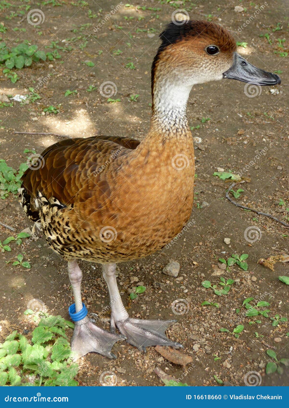 Small duck stock photo. Image of fauna, nice, cute, place - 16618660