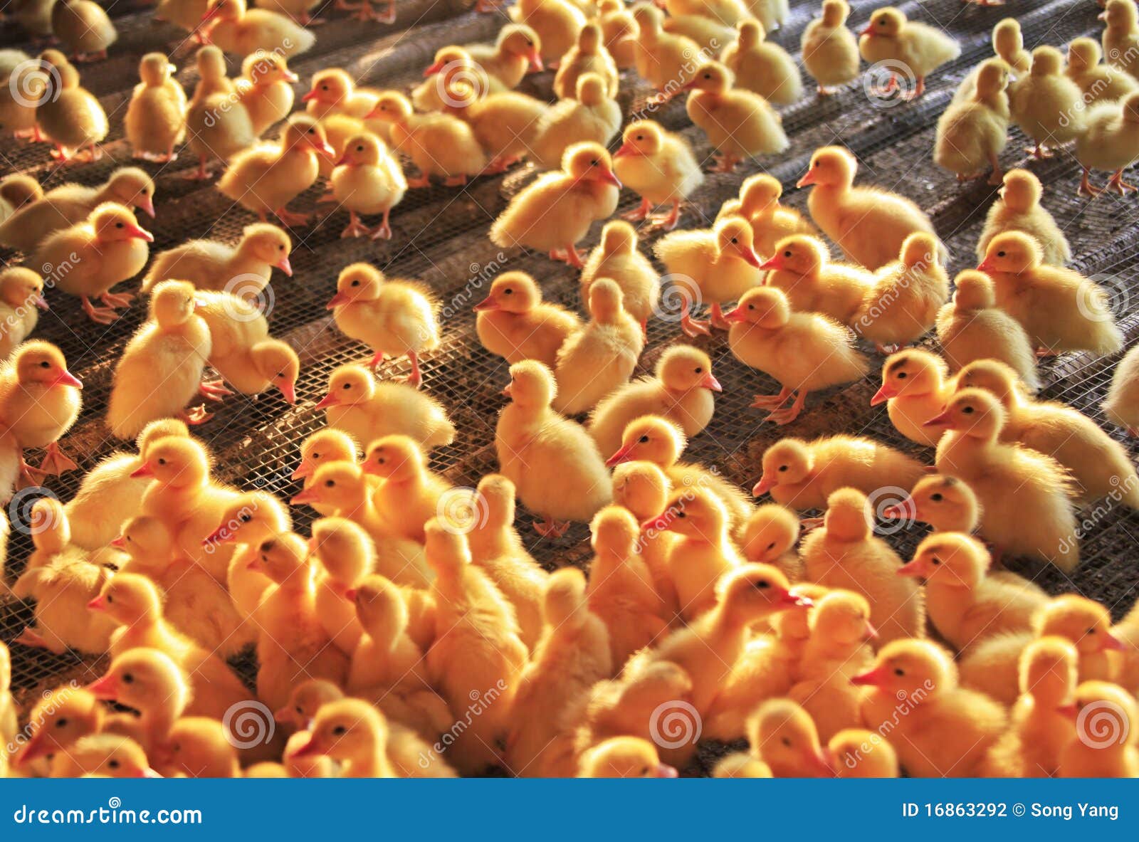 Small duck stock photo. Image of fluffy, duck, group - 16863292