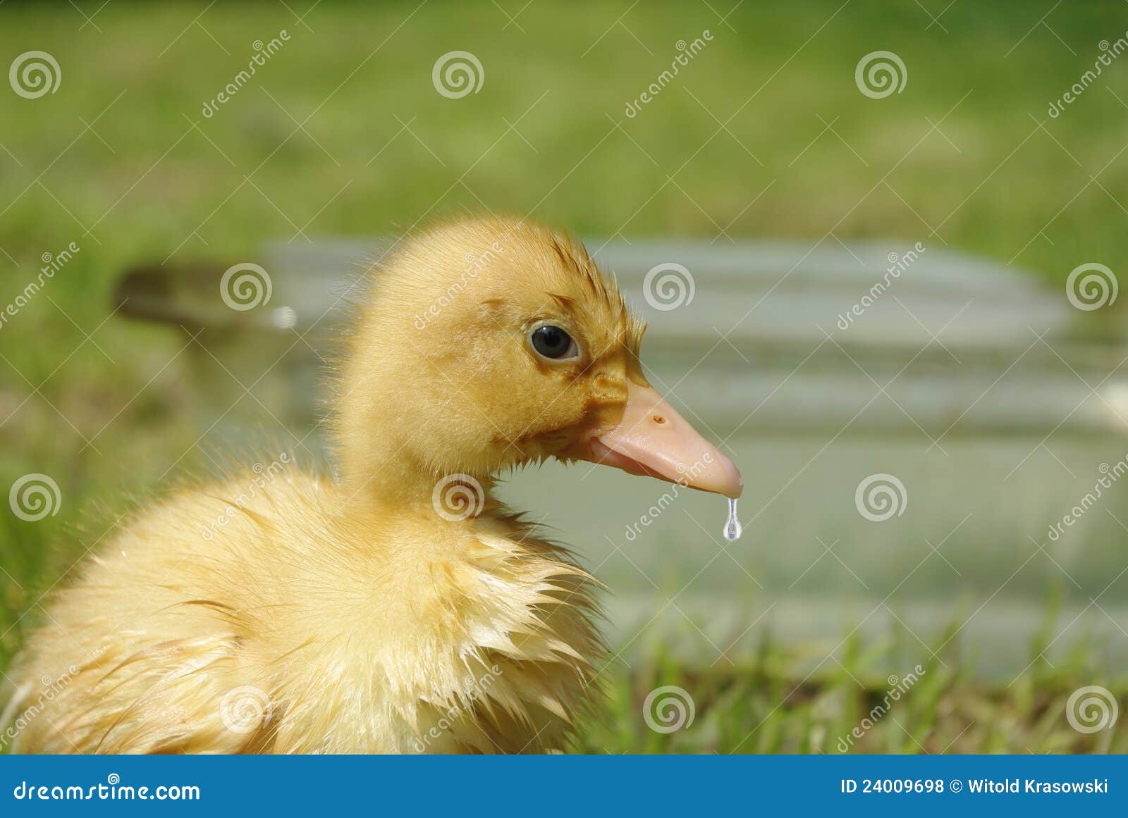Small duck stock photo. Image of nestling, drop, rubber - 24009698