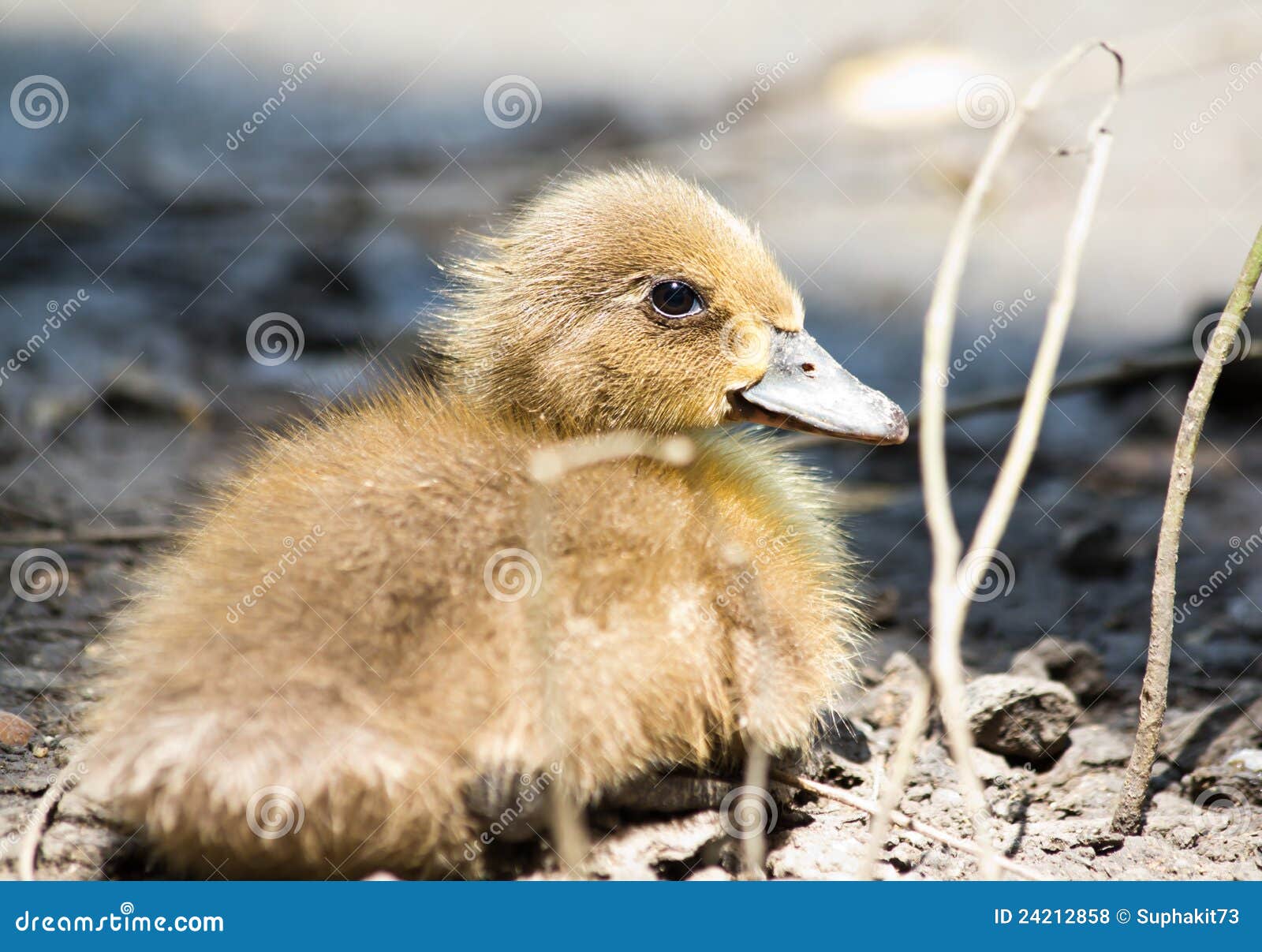 Small duck. stock photo. Image of callow, farmers, chick - 24212858