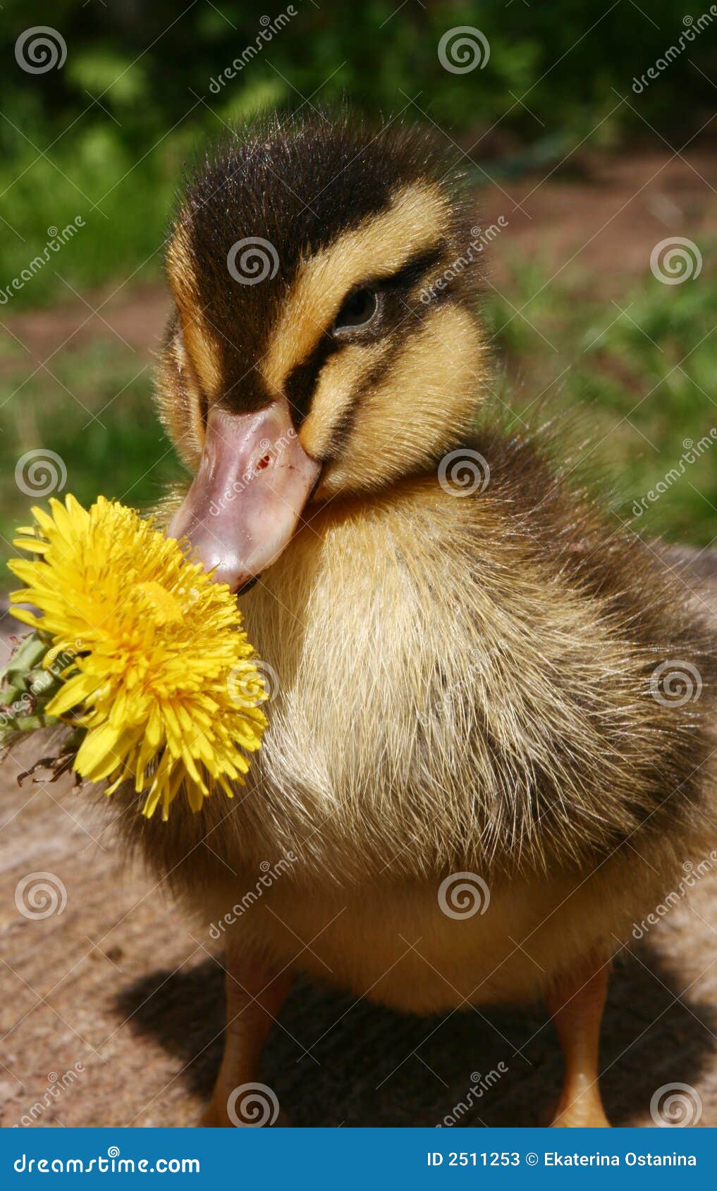 Small duck stock image. Image of bird, nice, flower, yellow - 2511253