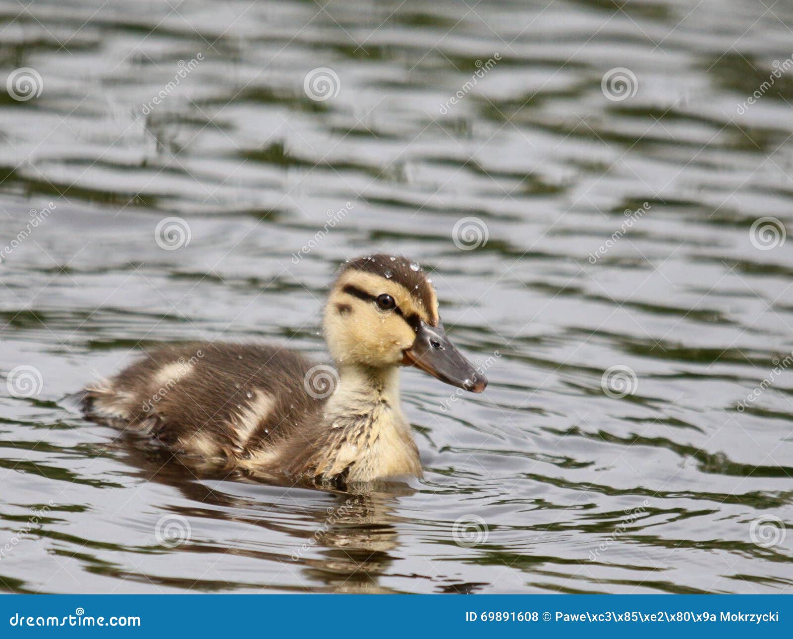 Small duck stock photo. Image of wild, ducks, bird, wildlife - 69891608