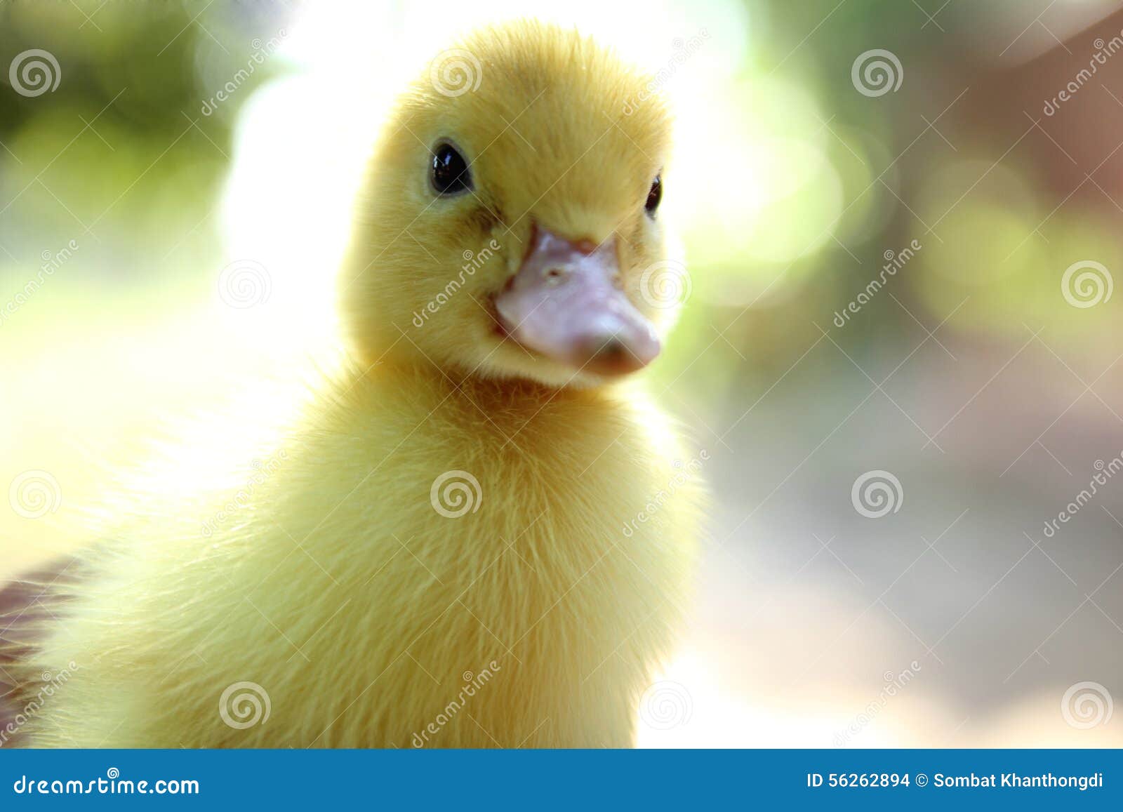 Small duck stock photo. Image of close, young, cattle - 56262894
