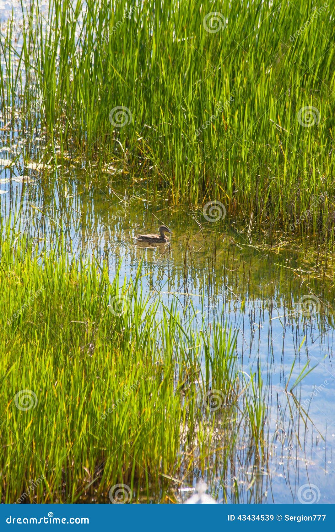 Small duck stock image. Image of reeds, grass, ducks - 43434539