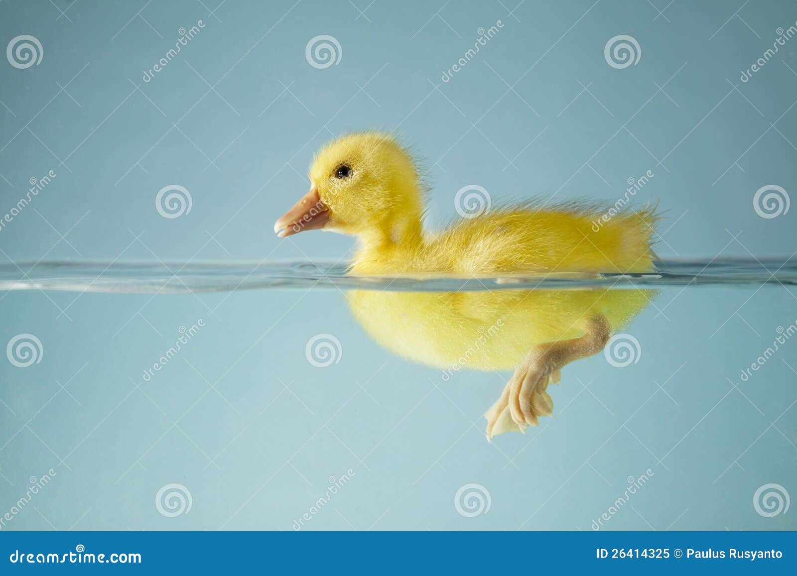 Small Duck Floating on Water Stock Image - Image of hairy, duckling ...