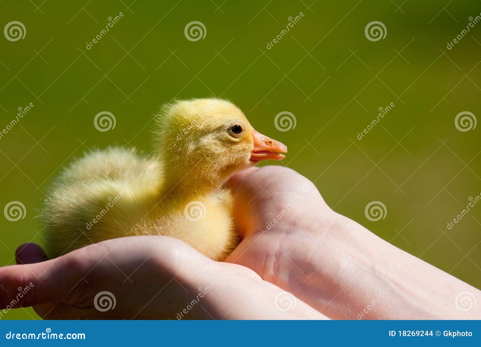 A small duck in the hands stock photo. Image of mother - 18269244