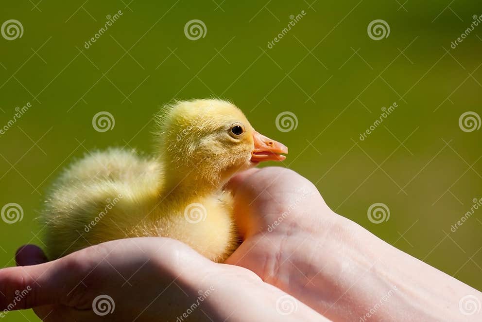 A small duck in the hands stock photo. Image of mother - 18269244