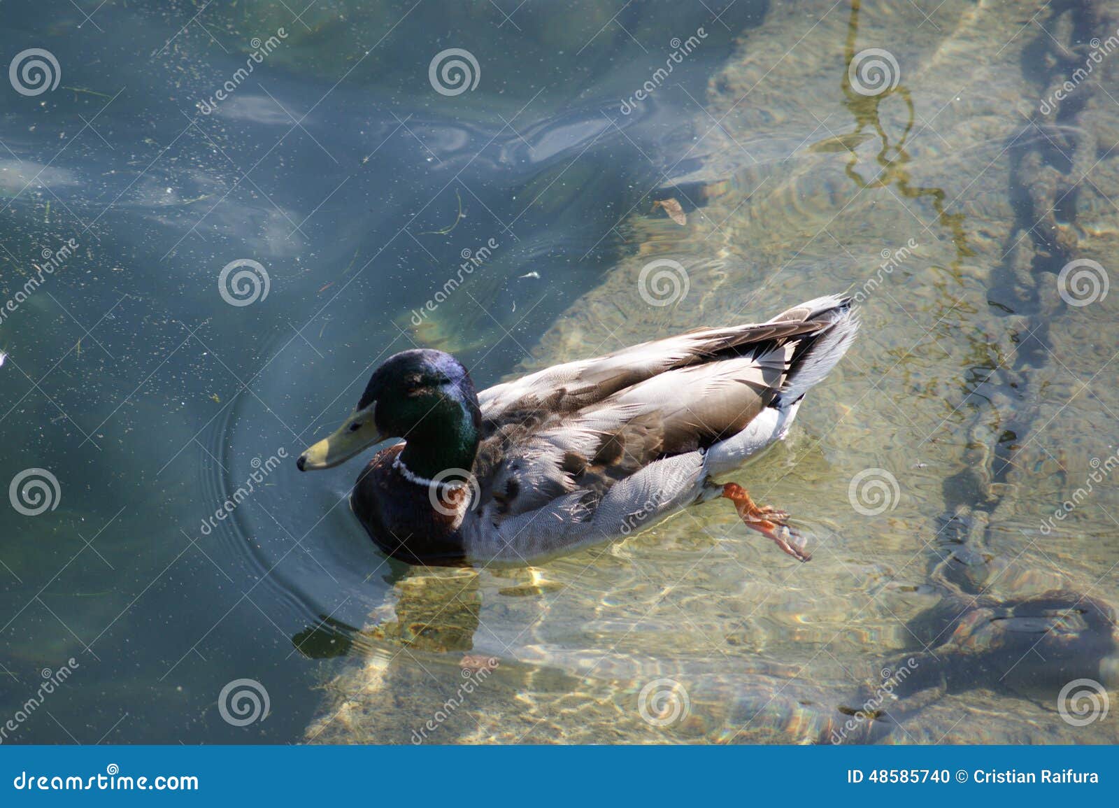 Small duck on a lake stock photo. Image of brown, looking - 48585740
