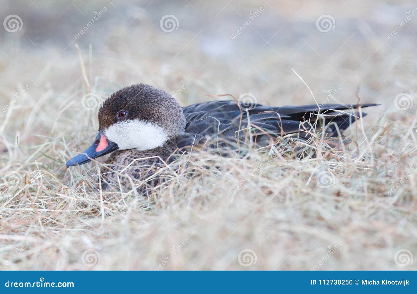 Small duck nesting stock photo. Image of small, nature - 112730250