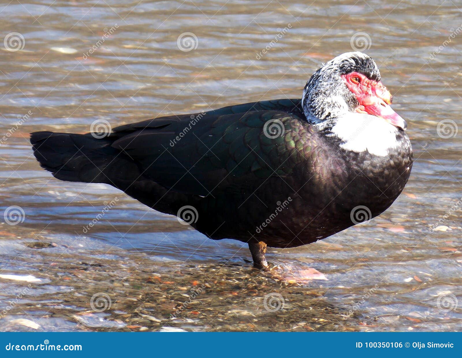 Duck stock photo. Image of duck, waterfowl, river, animal - 100350106