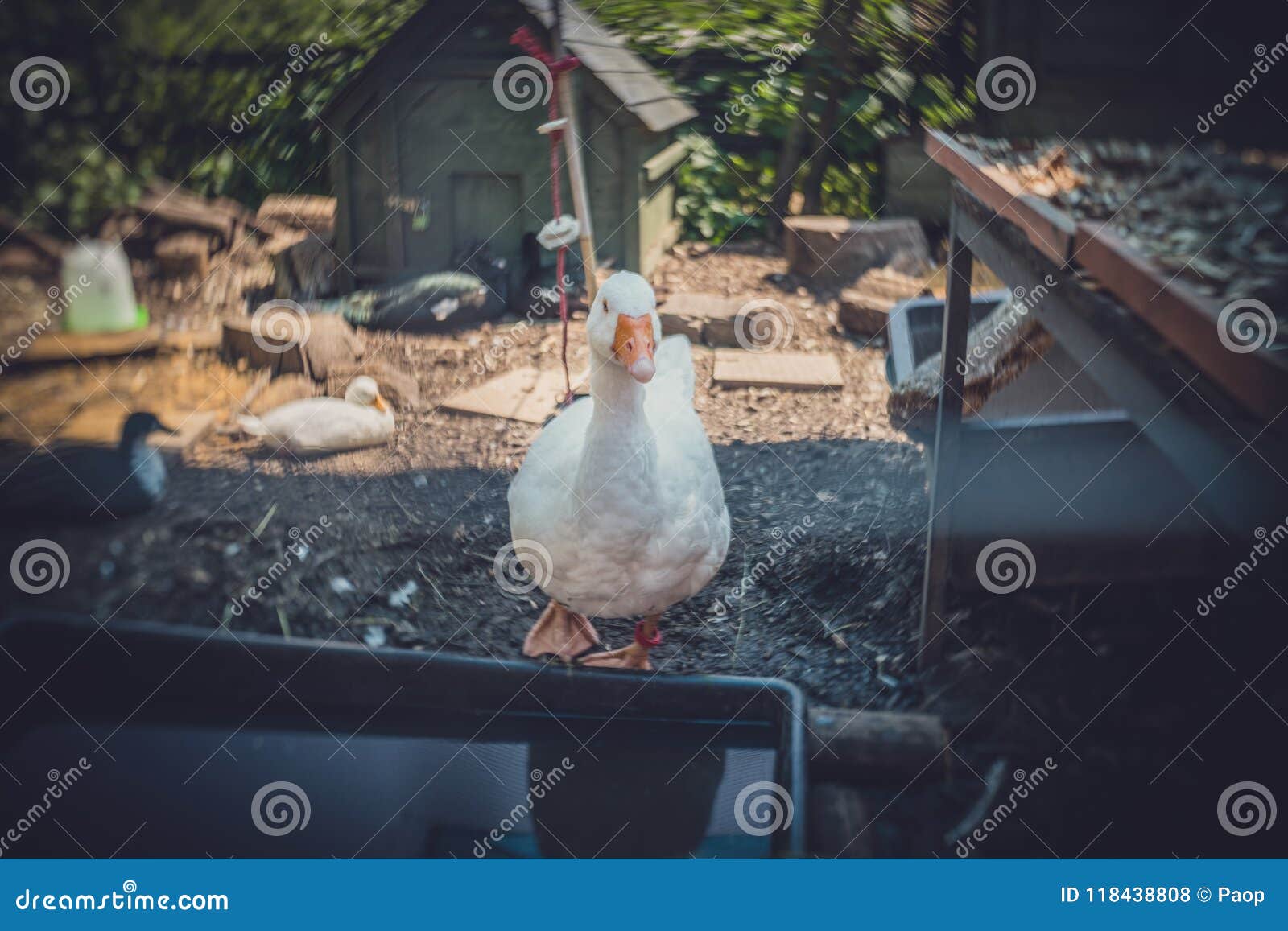 Small duck on a farm stock photo. Image of england, bird - 118438808