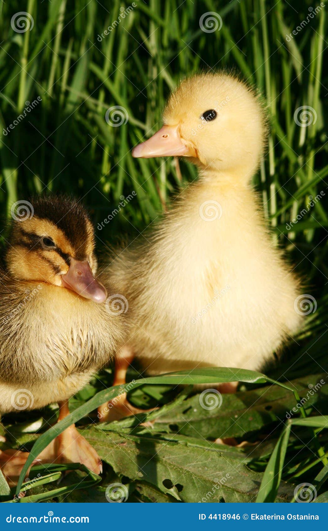 Small Duck And Yellow Flowers In The Afternoon Stock Photo - Image of ...