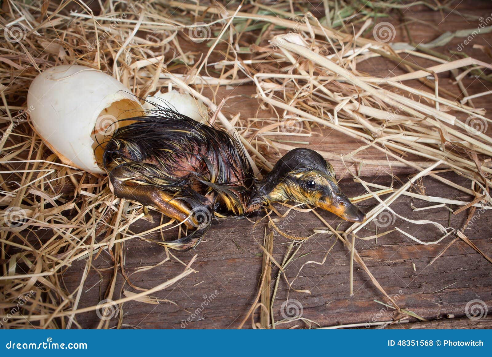 Small duckling hatched stock photo. Image of life, shell - 48351568