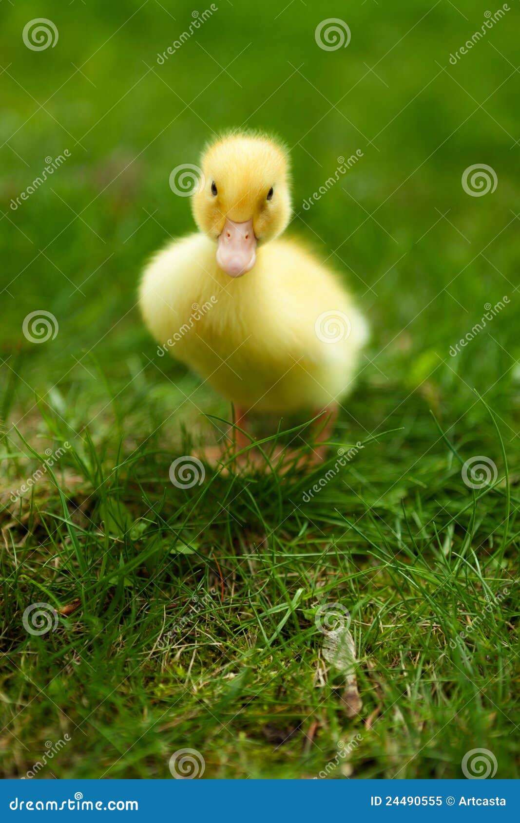 Small Duckling Outdoor on Green Grass Stock Image - Image of nature ...