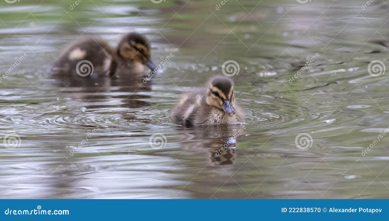 Small Duckling with Reflection in Brown Pond Stock Photo - Image of reflection, swimming: 222838570