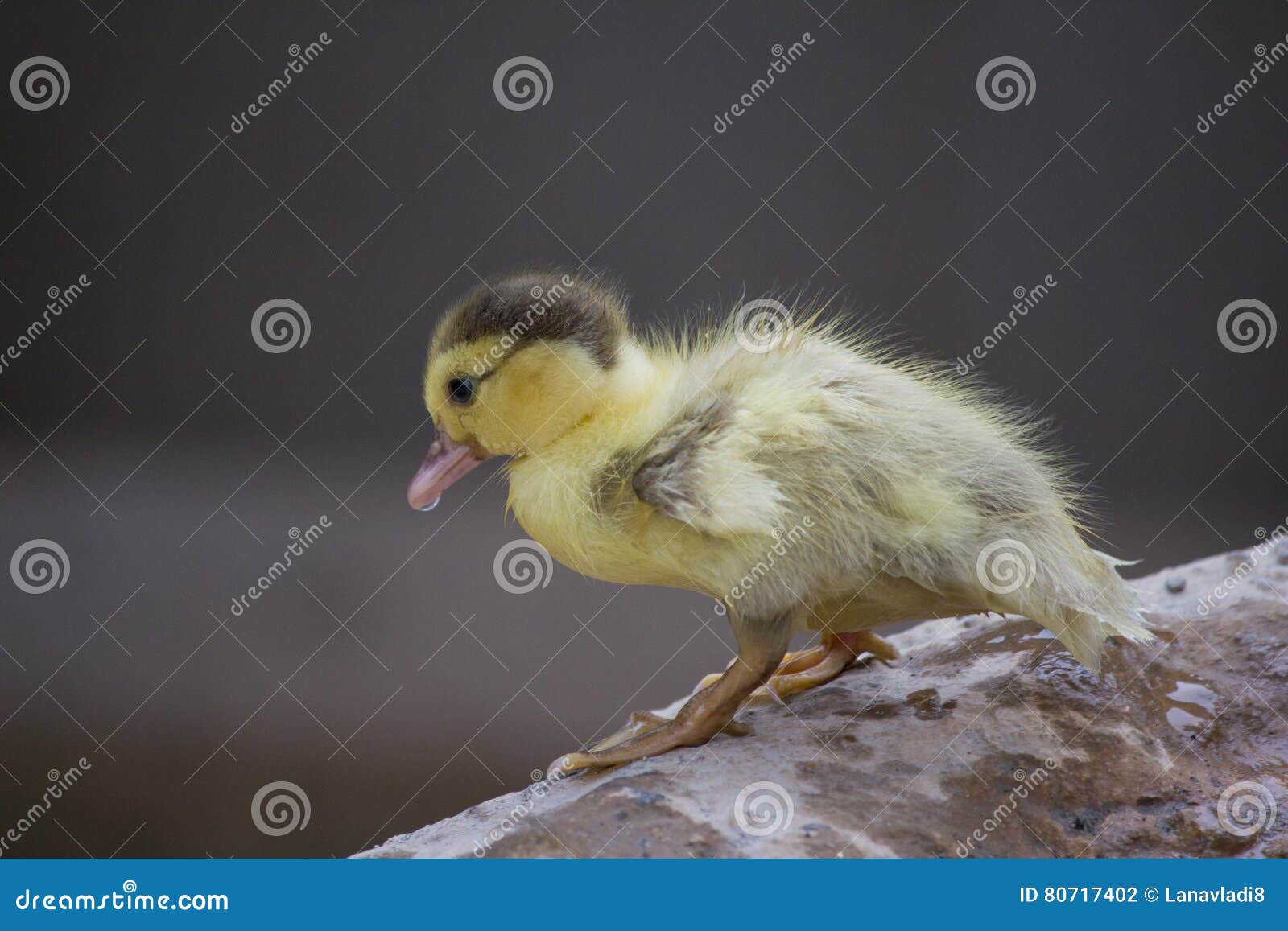 Small duckling stock photo. Image of beautiful, nature - 80717402