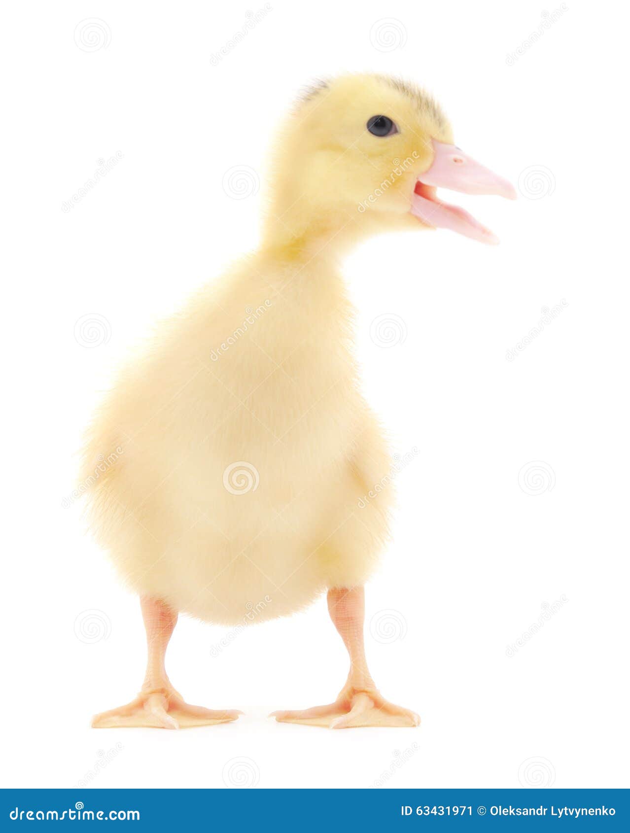 Small duckling. stock image. Image of yellow, young, pets - 63431971