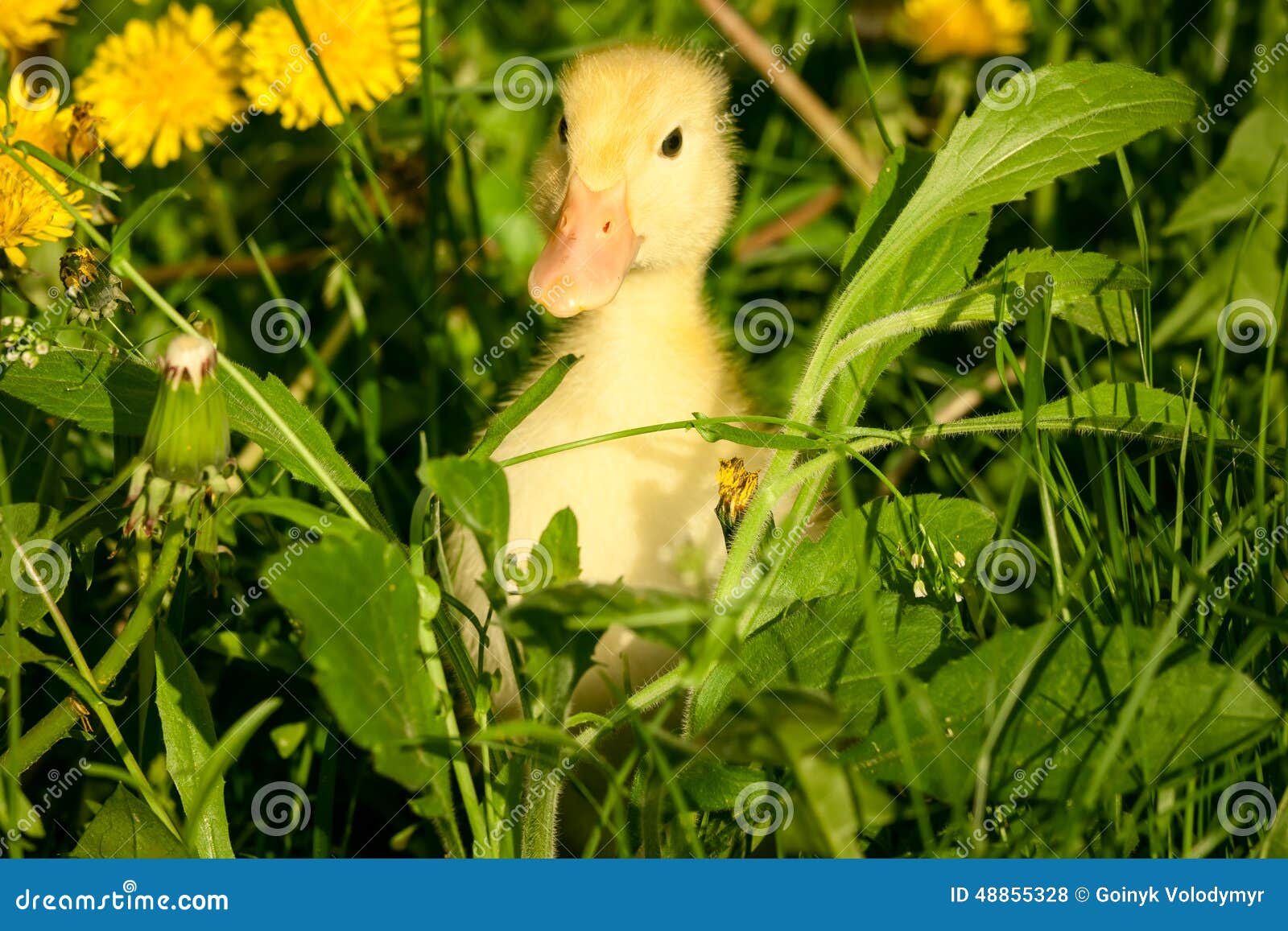 Small duckling stock photo. Image of life, front, little - 48855328