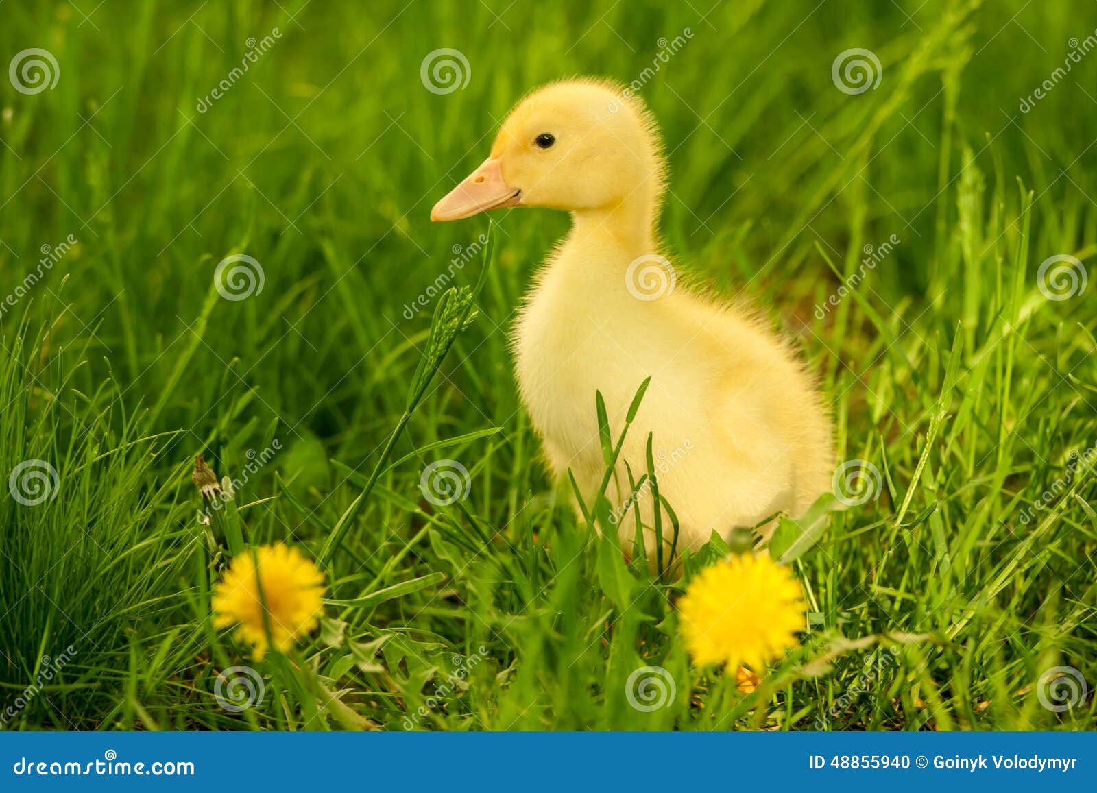 Small duckling stock photo. Image of ducky, dandelions - 48855940