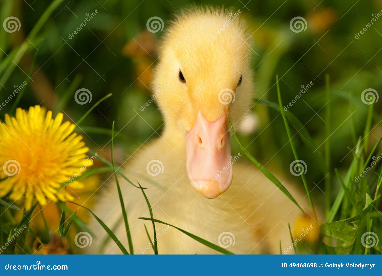 Small duckling stock photo. Image of outdoors, ducky - 49468698