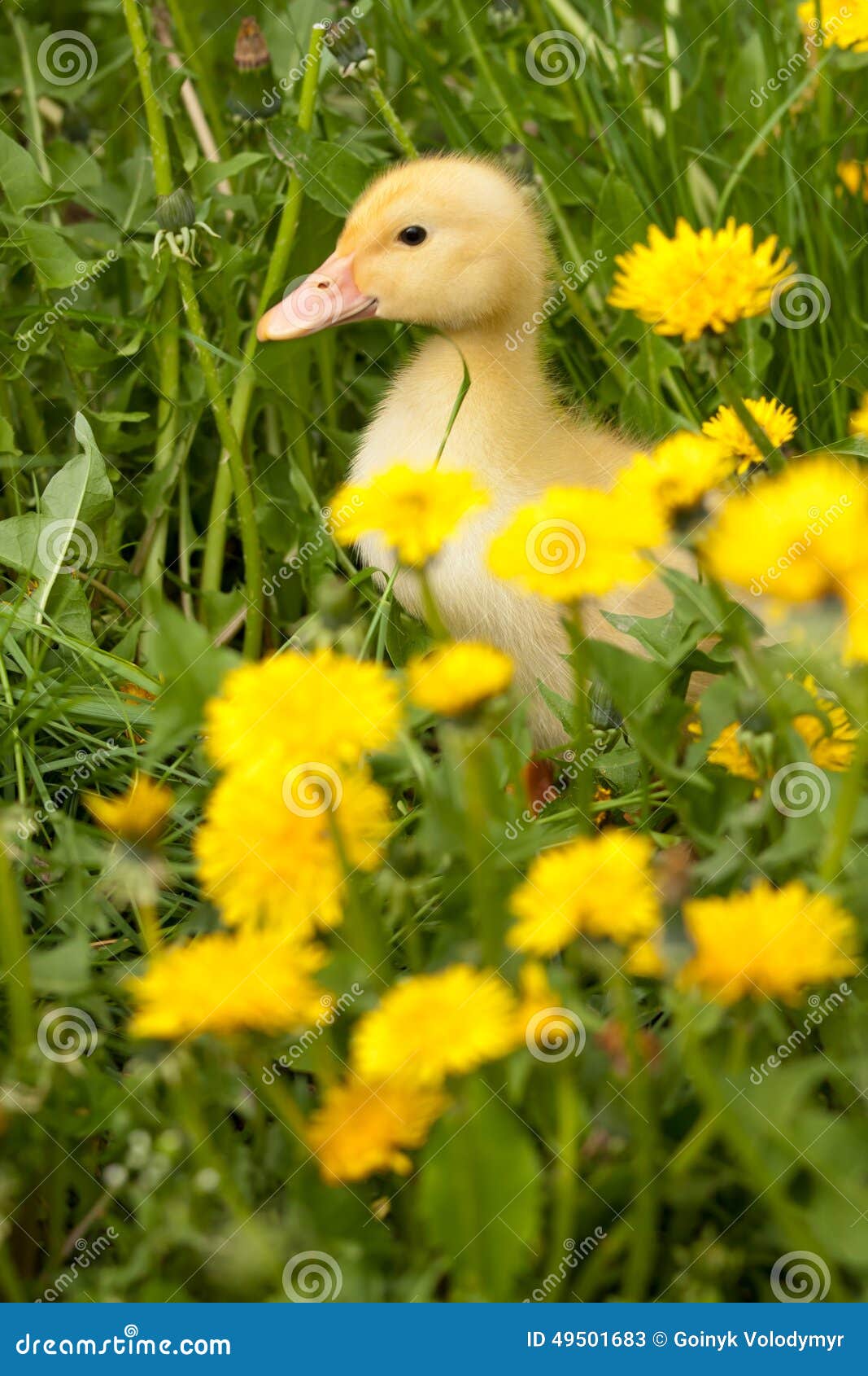 Small duckling stock image. Image of nature, meadow, outdoors - 49501683