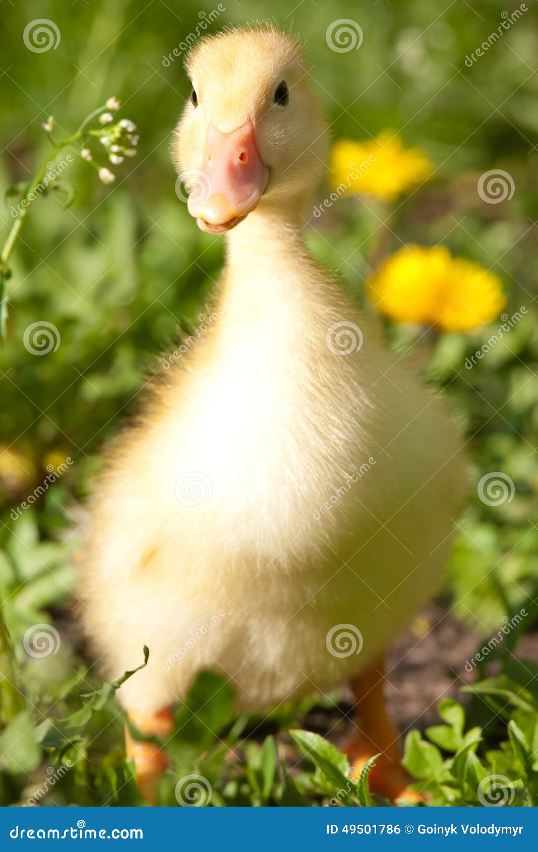 Small duckling stock photo. Image of beak, duckling, nature - 49501786