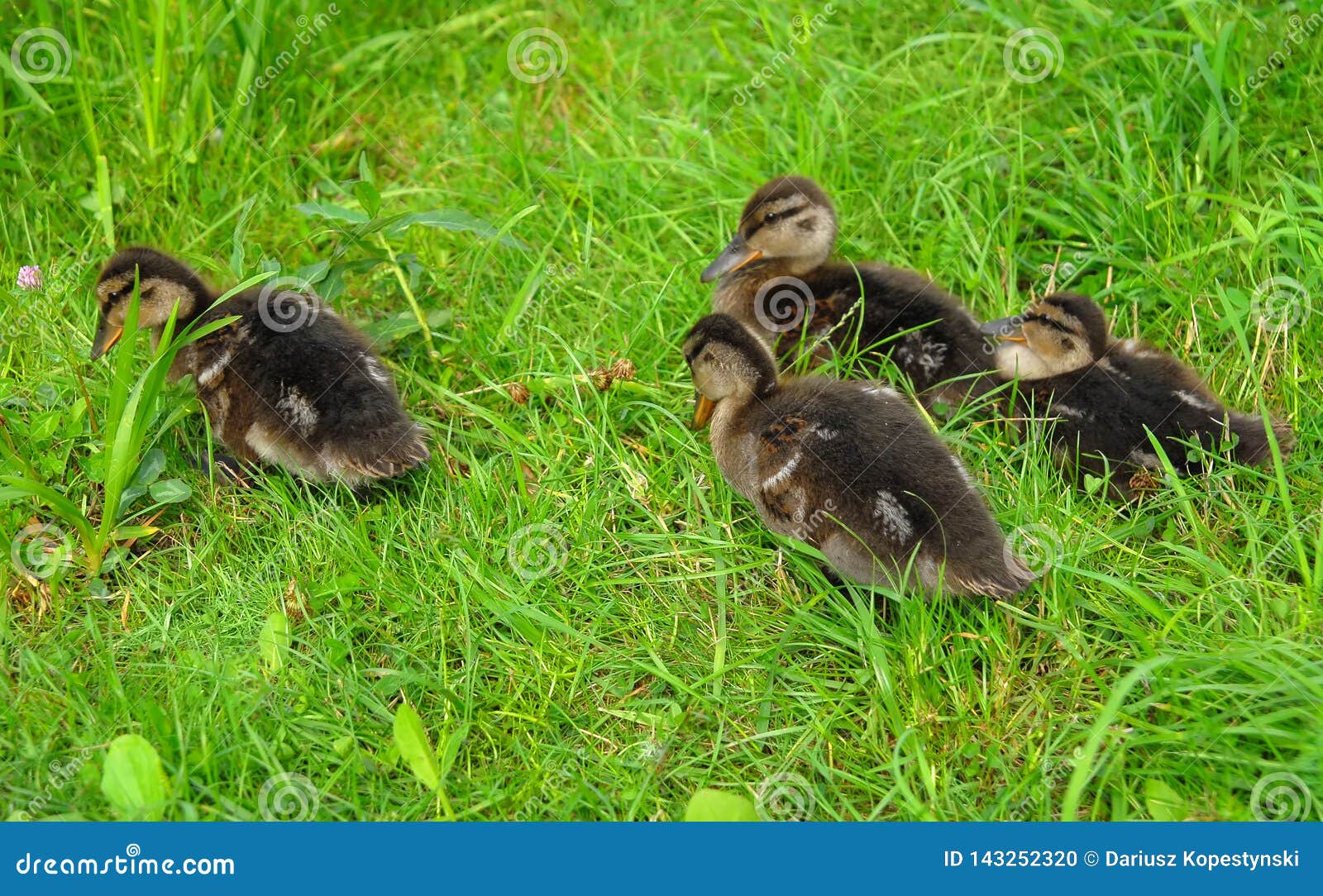 Small ducklings on grass stock photo. Image of farm - 143252320