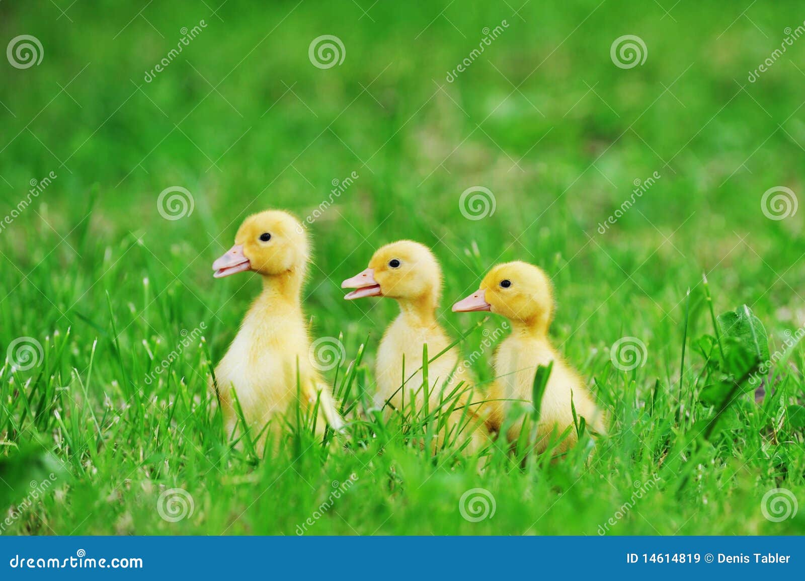 Small Ducklings Green Grass Stock Image - Image of animal, animals ...