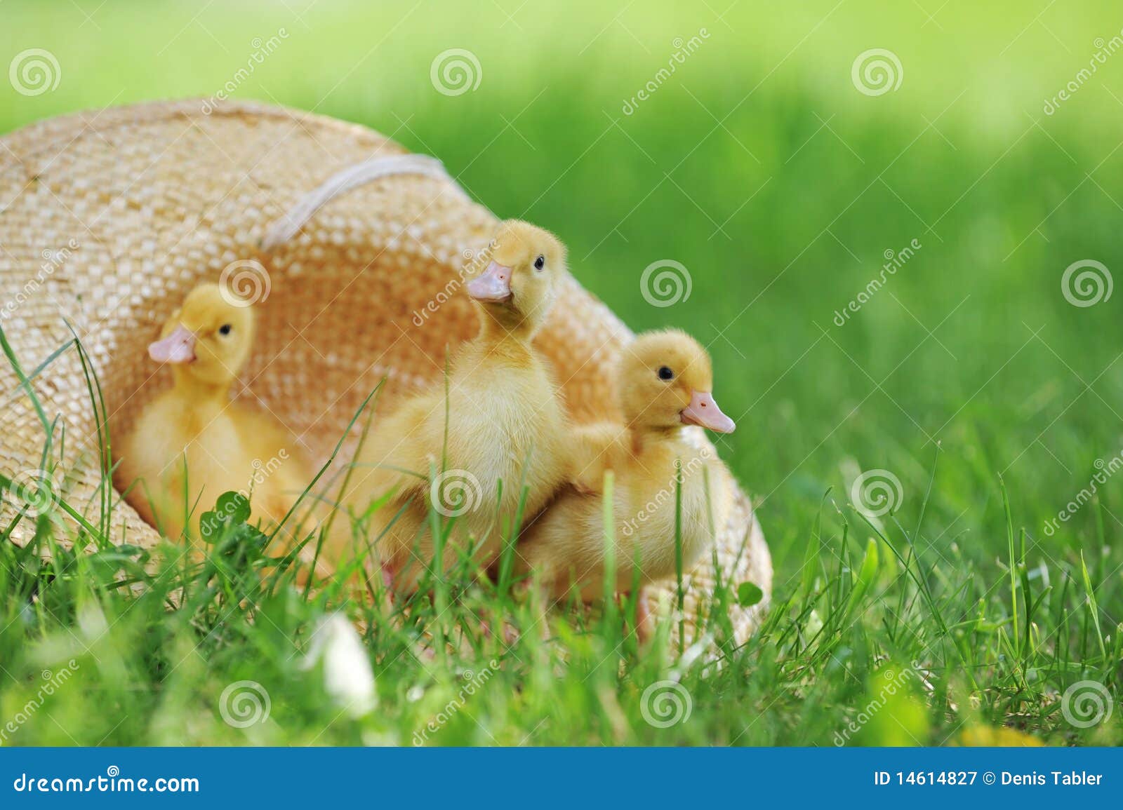Small Ducklings Green Grass Stock Image - Image of animals, outdoors ...