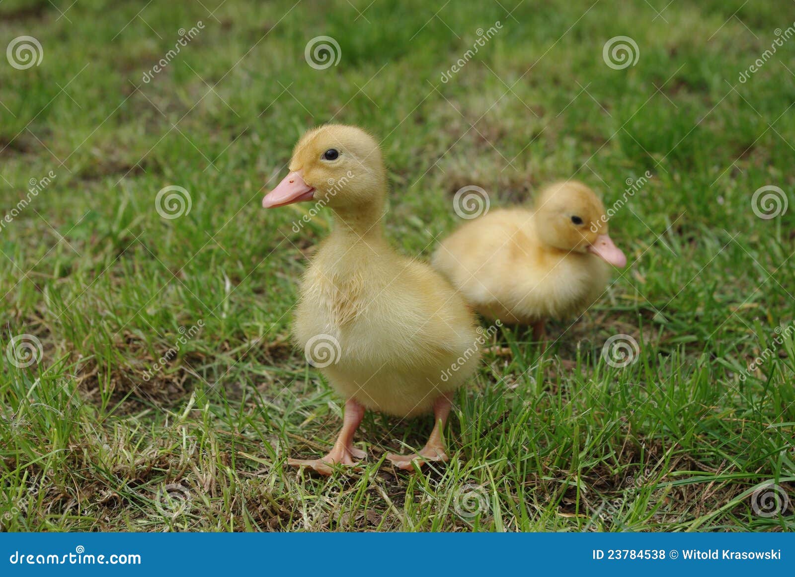Small ducks stock photo. Image of little, background - 23784538
