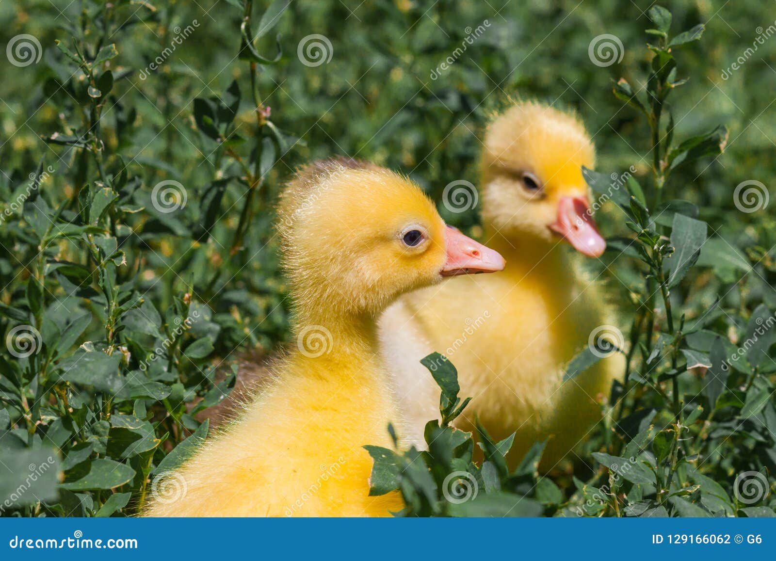 Small Ducks on the Background of Green Grass Stock Photo - Image of ...