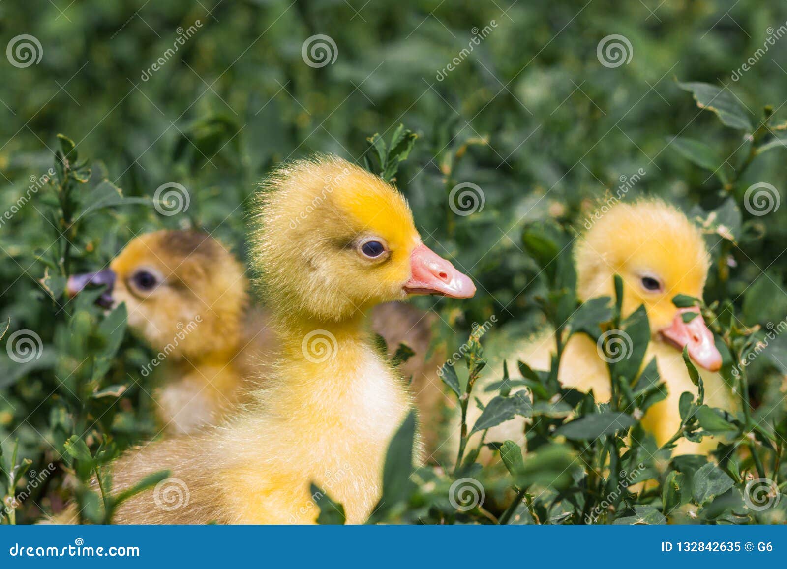 Small Ducks on the Background of Green Grass Stock Image - Image of ...