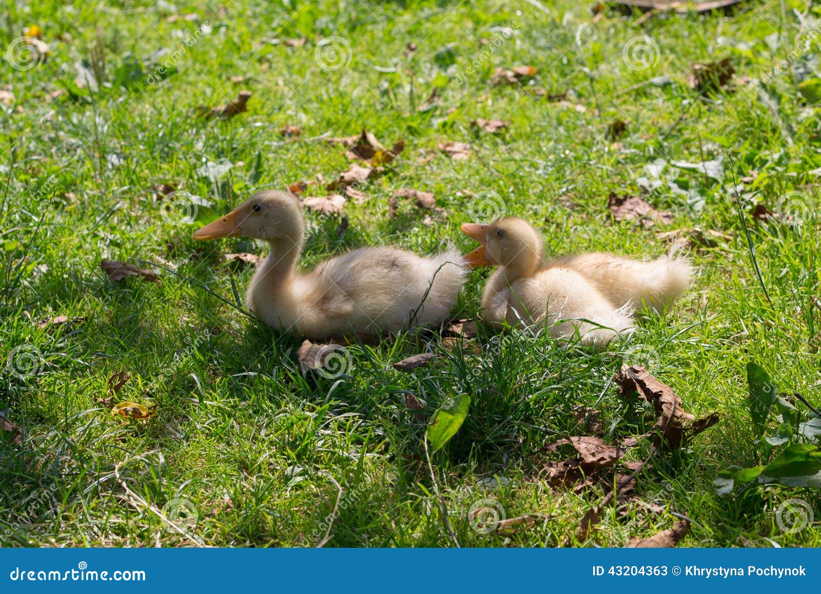 Small ducks stock image. Image of fluffy, life, poultry - 43204363