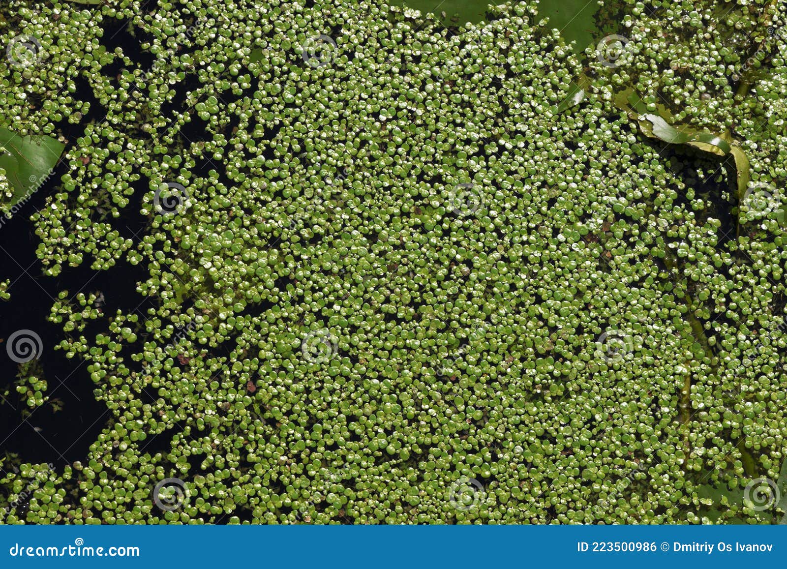 Small Duckweed Leaves Shine in the Sunlight Stock Photo - Image of ...