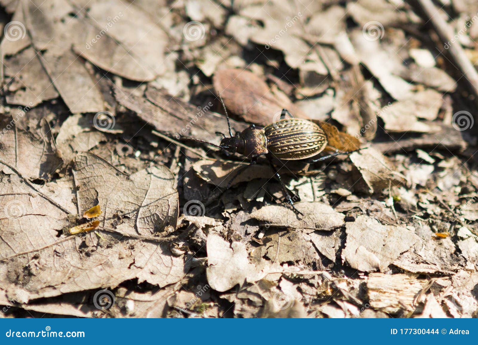 Small Dung Beetle Rolling A Piece Of Manure Accross A Green Grass Field ...