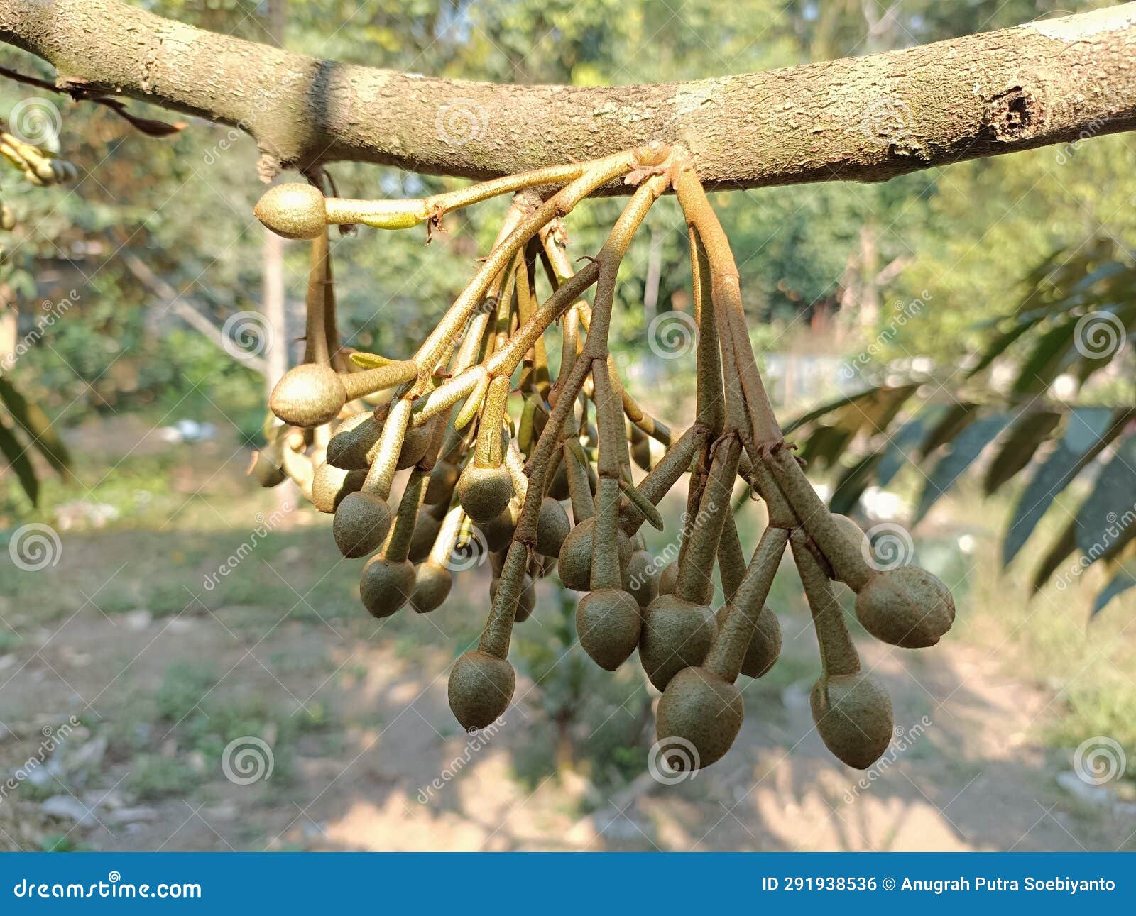 Small Durian Flowers on the Durian Tree Stock Photo - Image of flowers ...