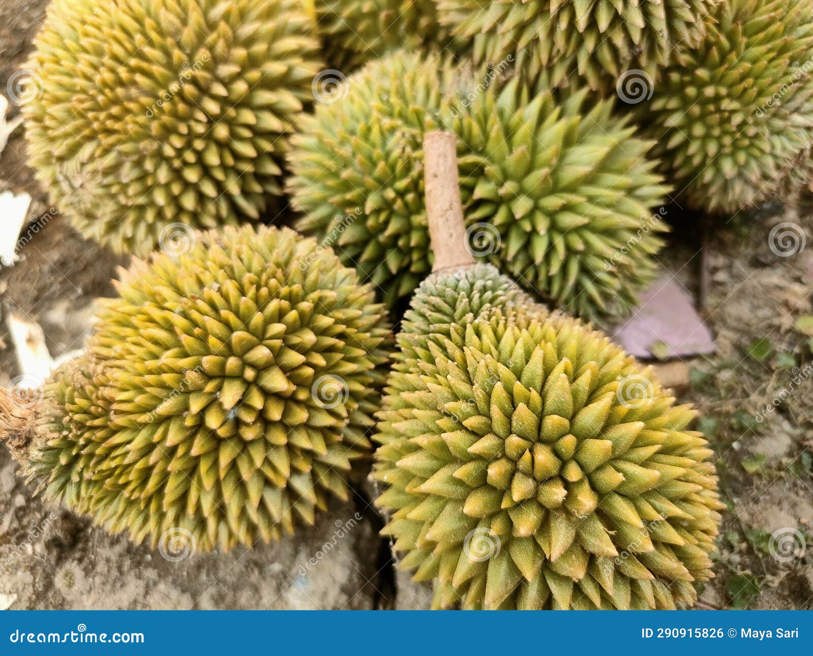 Small durian fruit stock photo. Image of yellow, delicious - 290915826