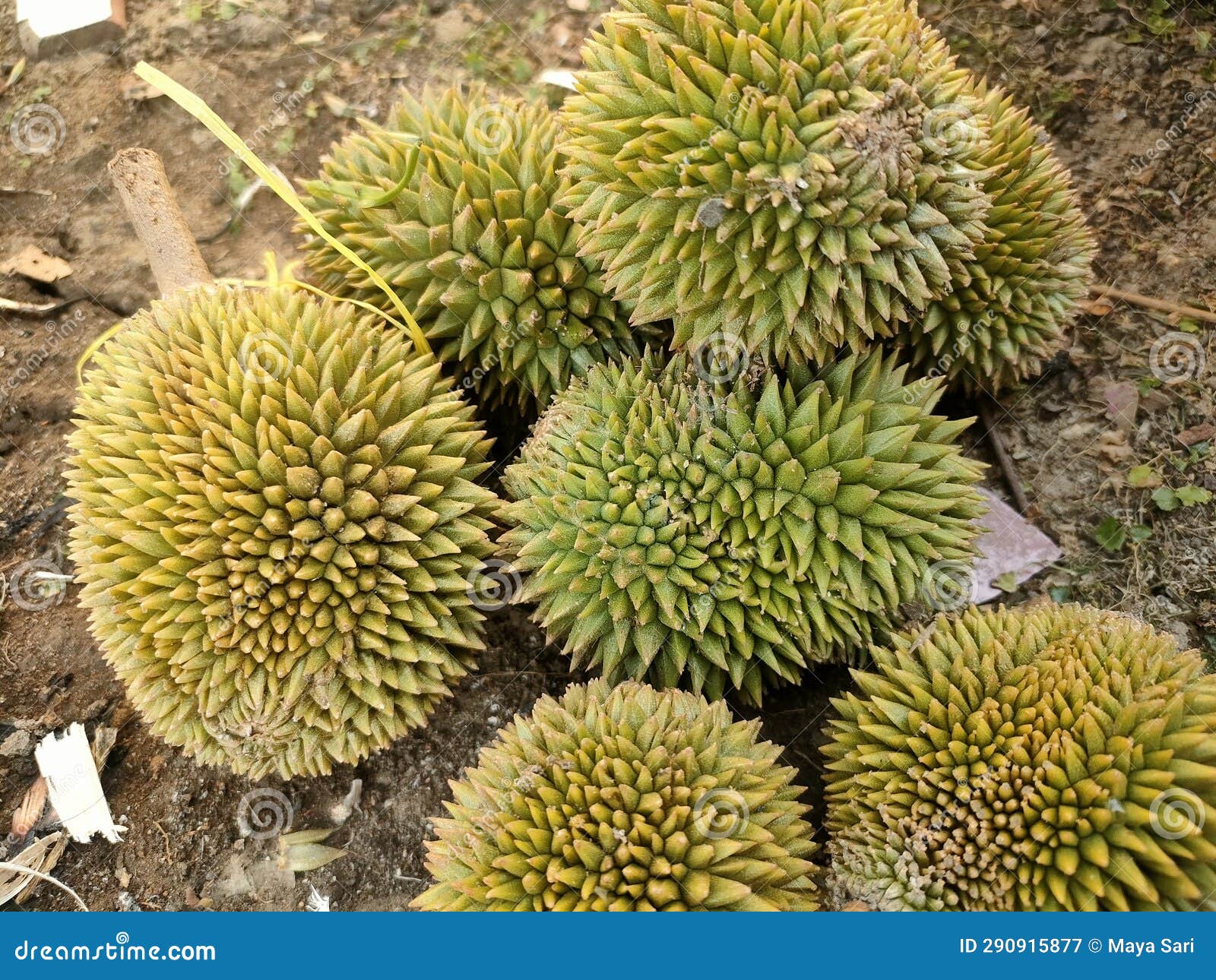 Small durian fruit stock image. Image of garden, thorns - 290915877