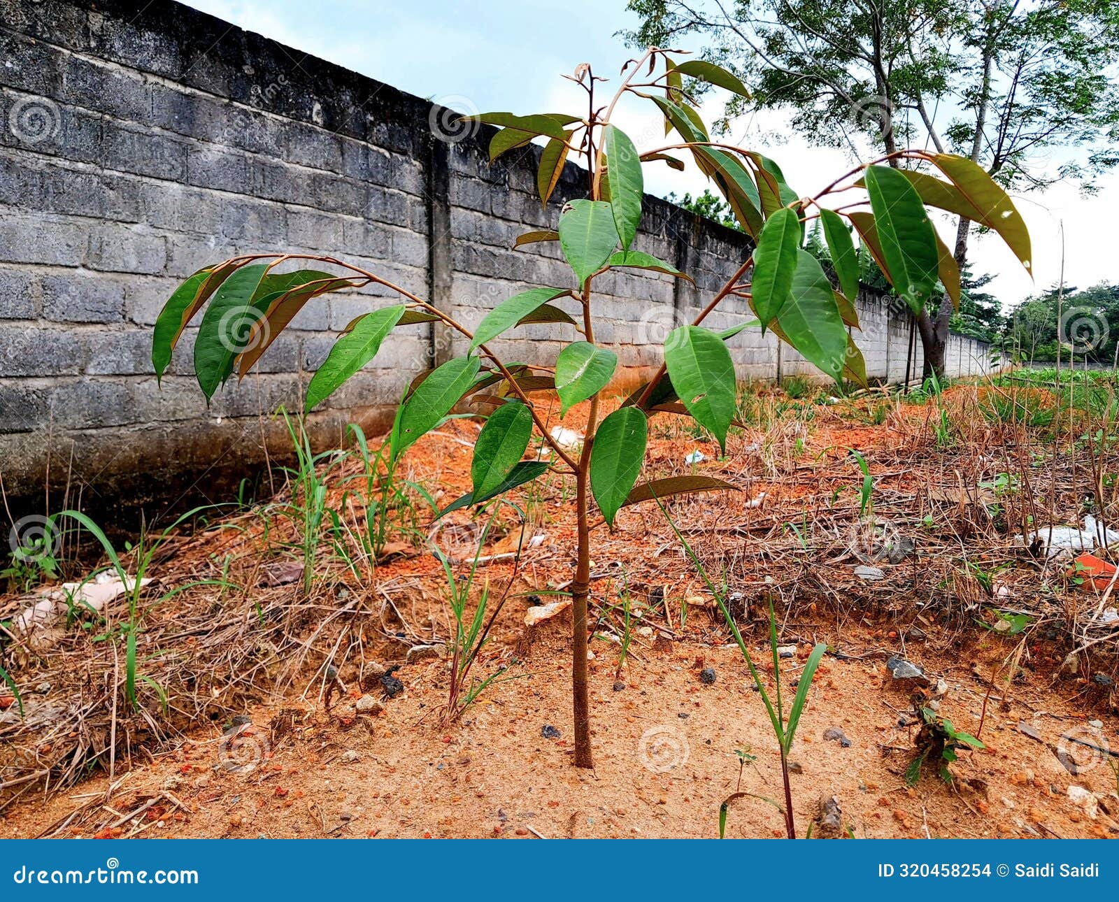 Small Durian Tree with Green Leaves Stock Photo - Image of vegetables ...