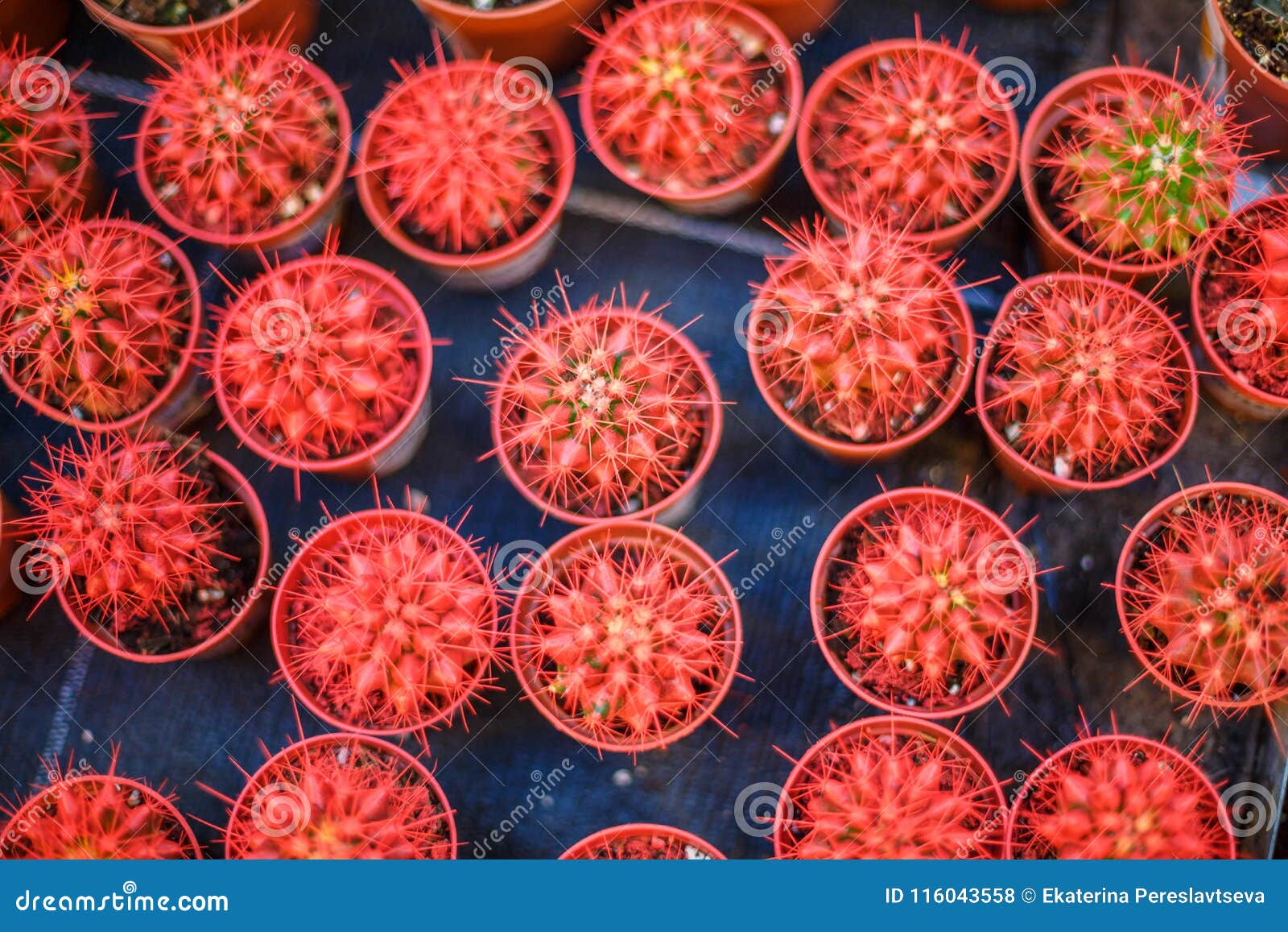 Small Dwarf Cacti Red Top View Stock Photo - Image of laudanum, garden ...