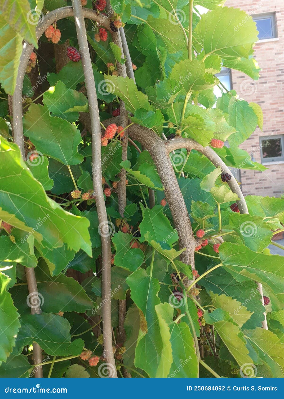 Small dwarf mulberry tree stock photo. Image of dwarf - 250684092